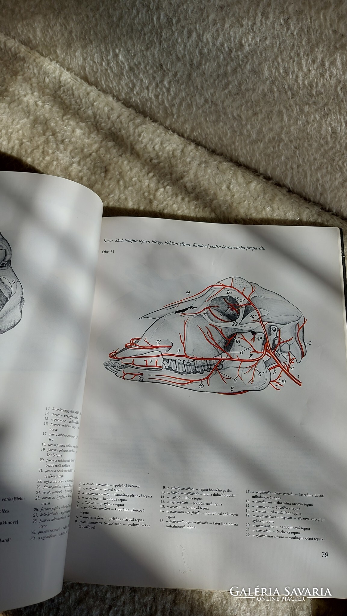 Ritka anatómia könyvek Peter Popesko képes albumalbum, I.-II.- III ...