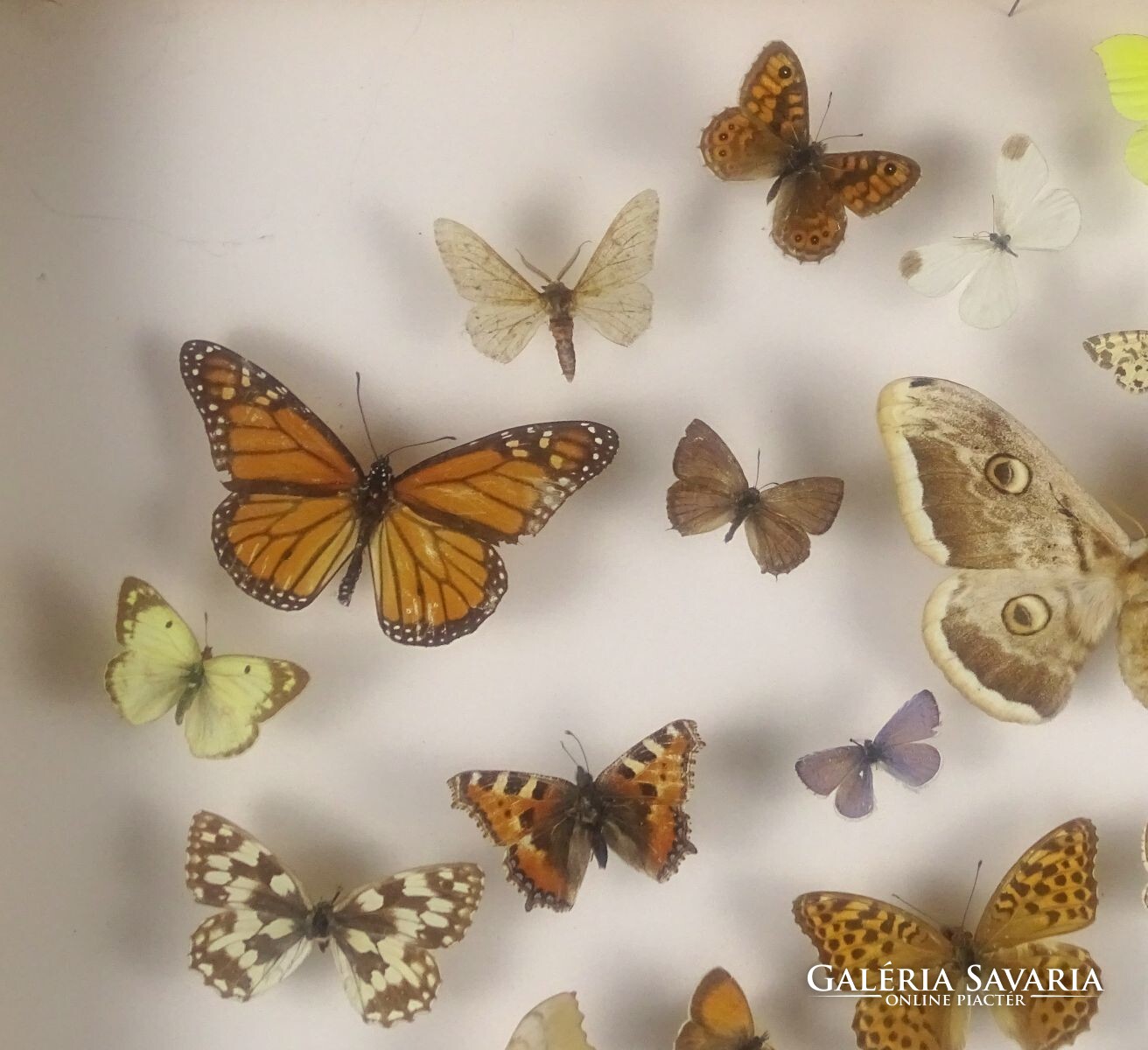 1P110 Pillangó lepke preparátum 40 darabos gyűjtemény keretben 39 x 8 x ...