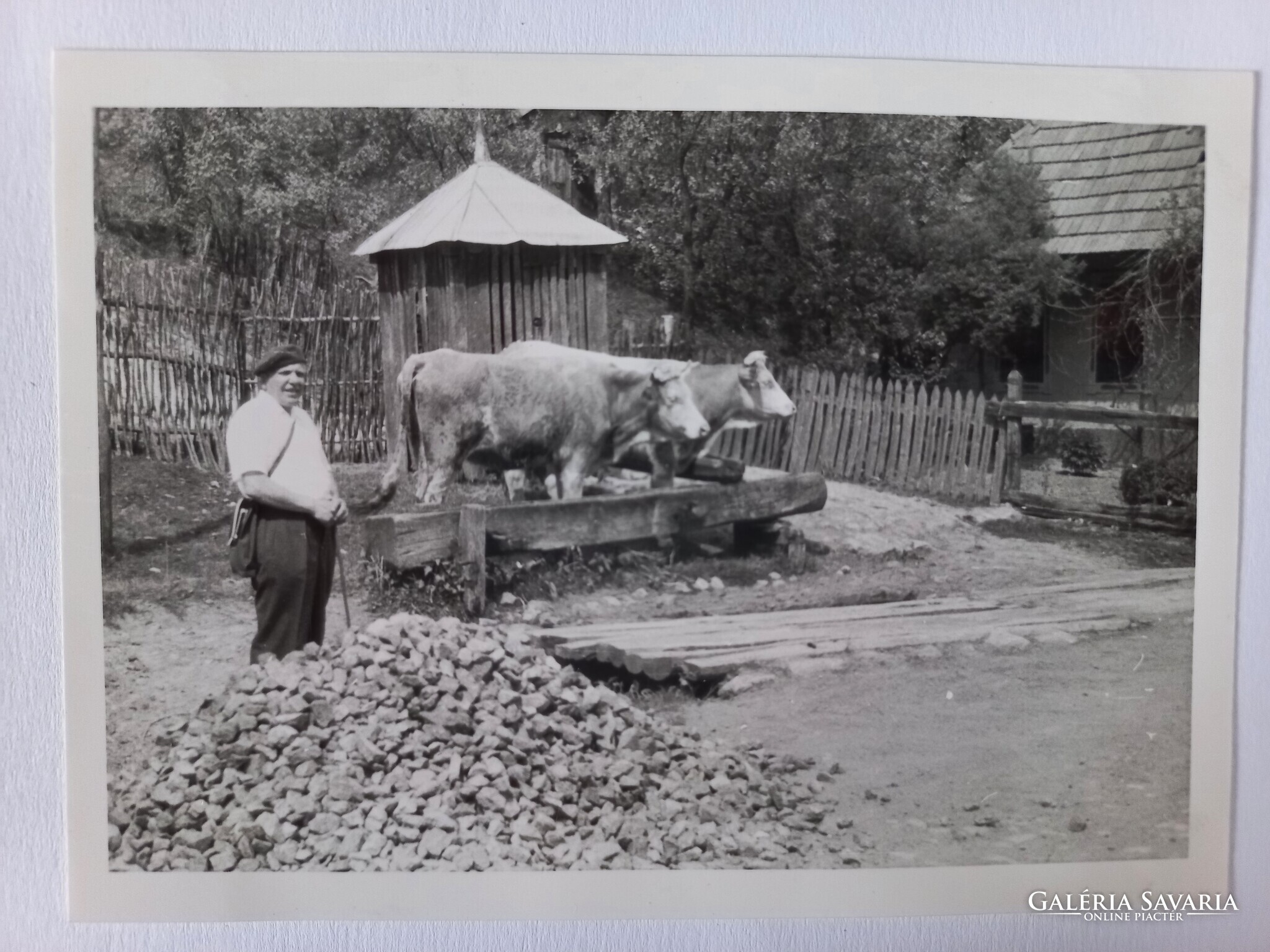 Régi fotó, falusi életképek - tehenekkel 1970-es évek - Gyűjtemény ...
