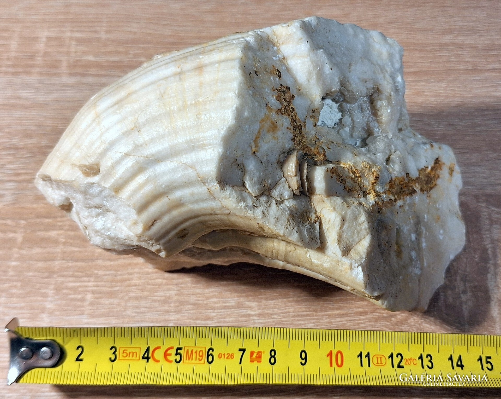 15 x 6-10 cm méretű rudista kagyló - Gyűjtemény | Galéria Savaria ...