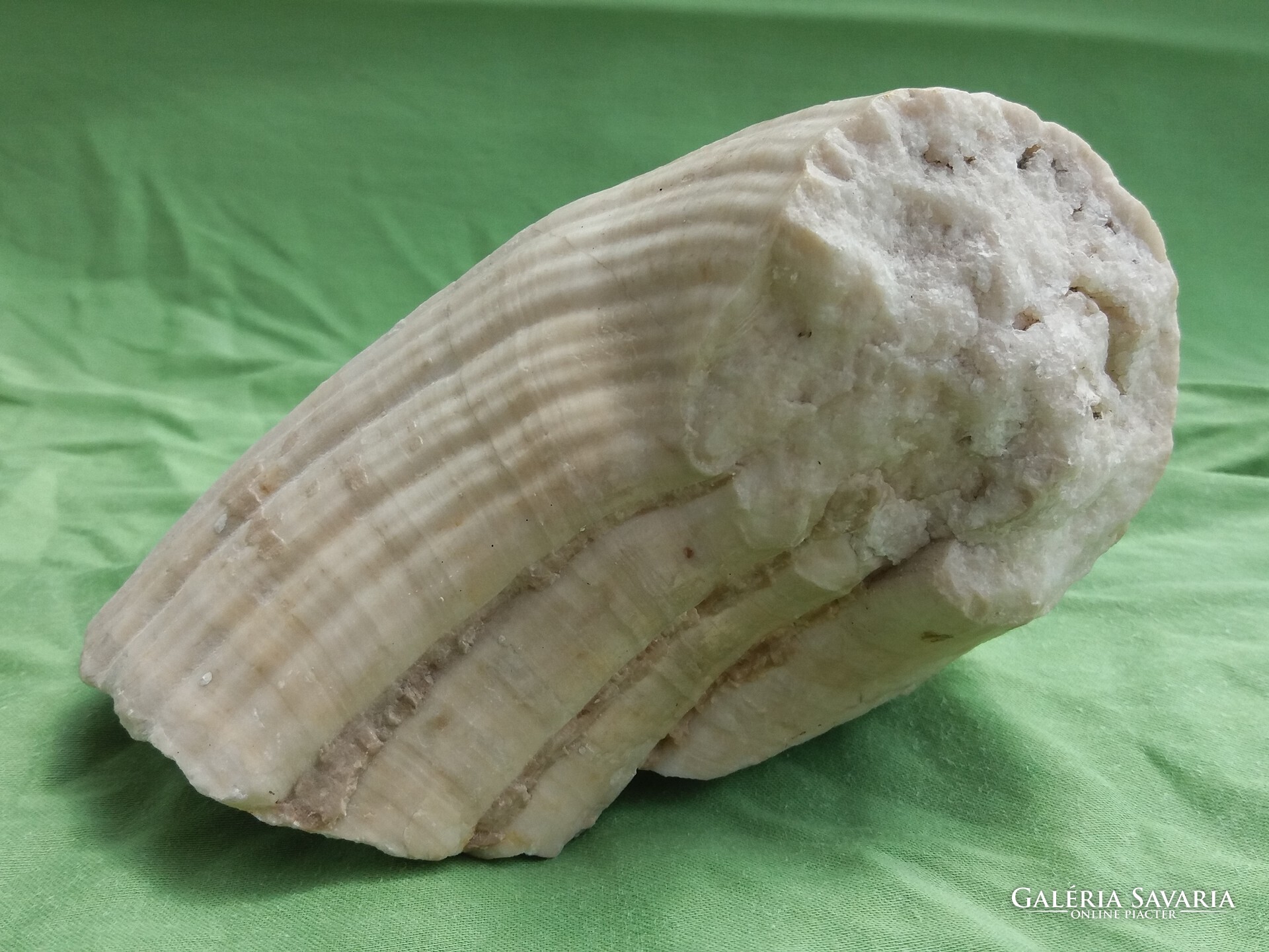 15 x 6-10 cm méretű rudista kagyló - Gyűjtemény | Galéria Savaria ...