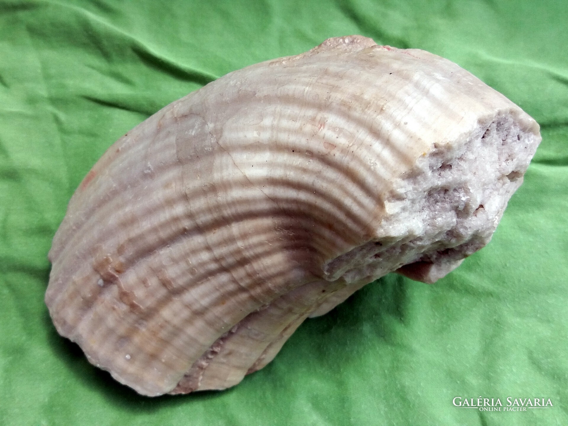 15 x 6-10 cm méretű rudista kagyló - Gyűjtemény | Galéria Savaria ...