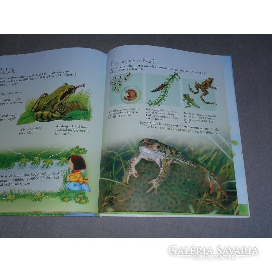 Minna Lacey - Első természetkönyvem - Mesék a tanyáról - Könyv ...