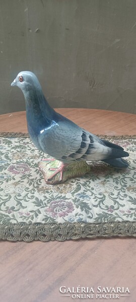 Eladó postagalamb | Galéria Savaria online piactér - Vásároljon vagy ...